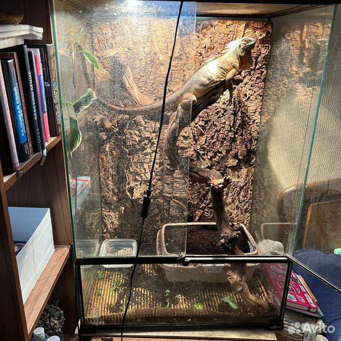 Ящерица игуана с террариумом