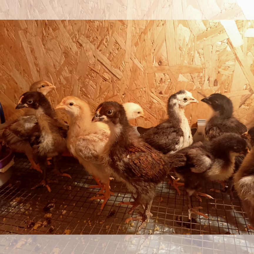 Цыплята кур несушек