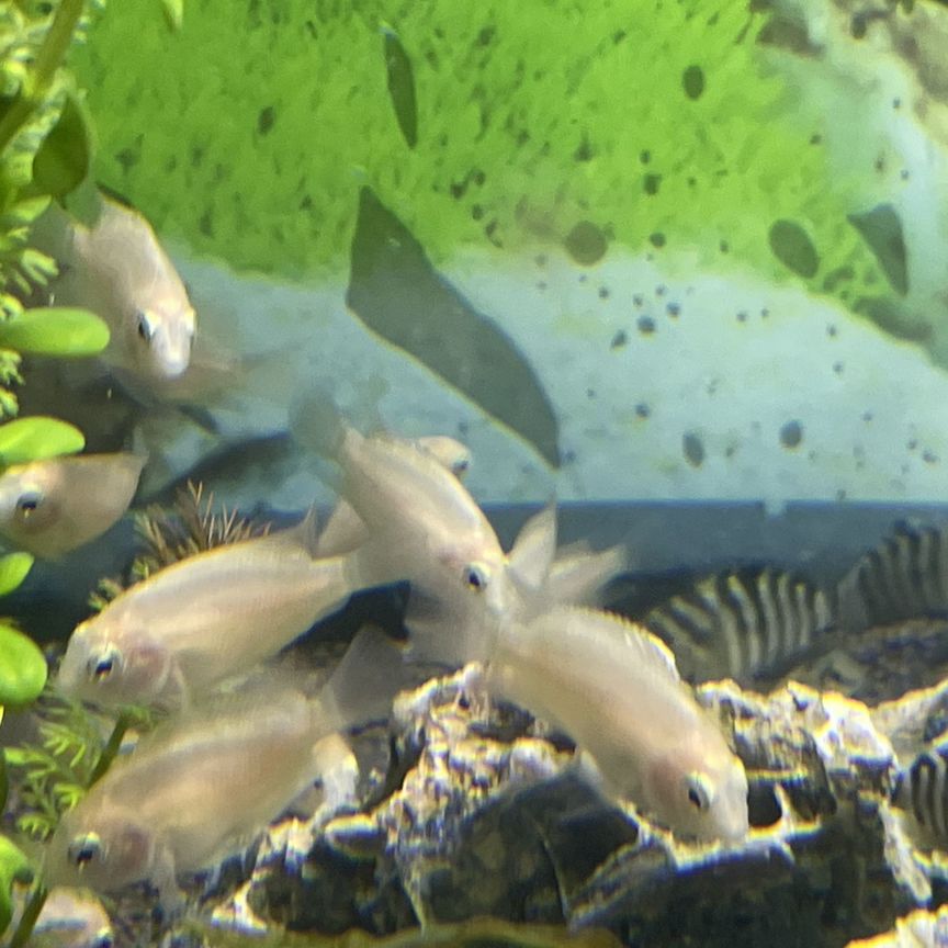 Мальки цихлиды чернополосой