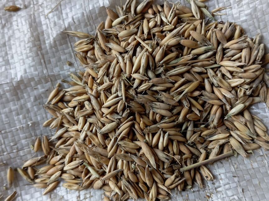 Овес фуражный