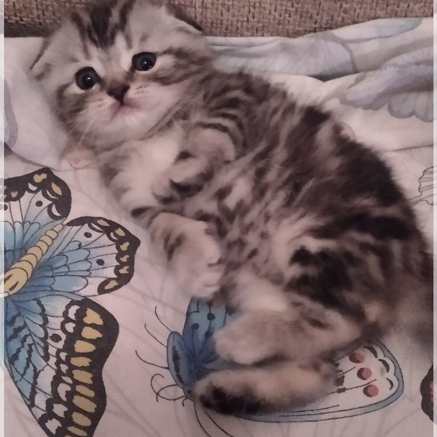 Шотландский вислоухий короткошёрстный котёнок