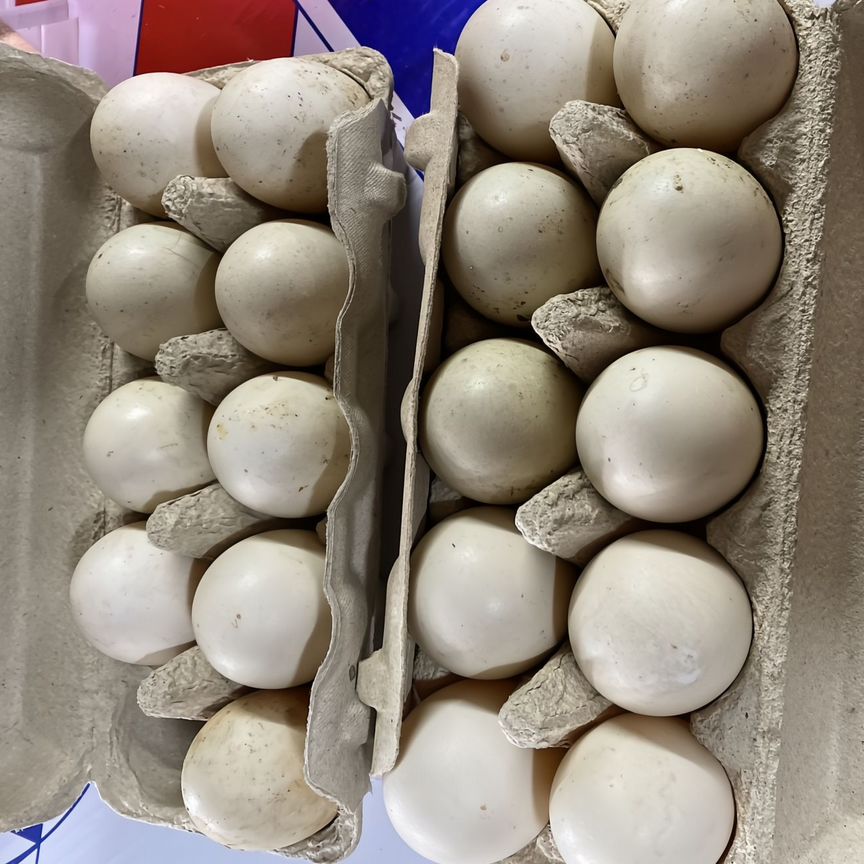 Инкубационное яйцо утки