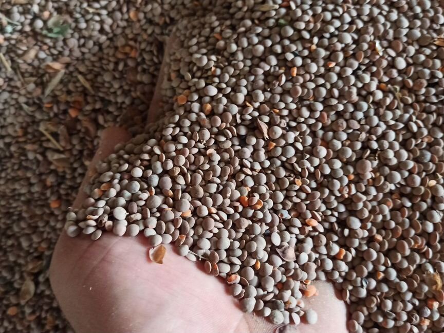 Чечевица красная