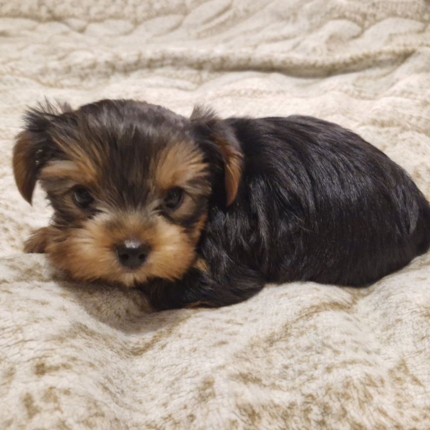Йоркширский терьер, щенок