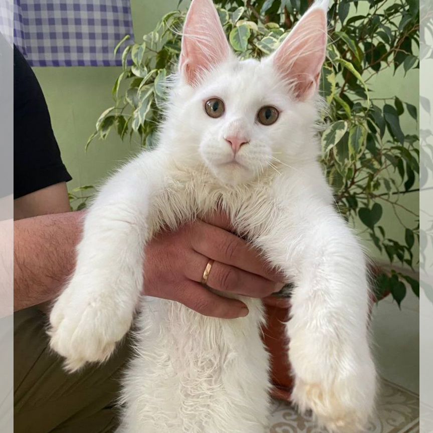 Мейн-кун с документами