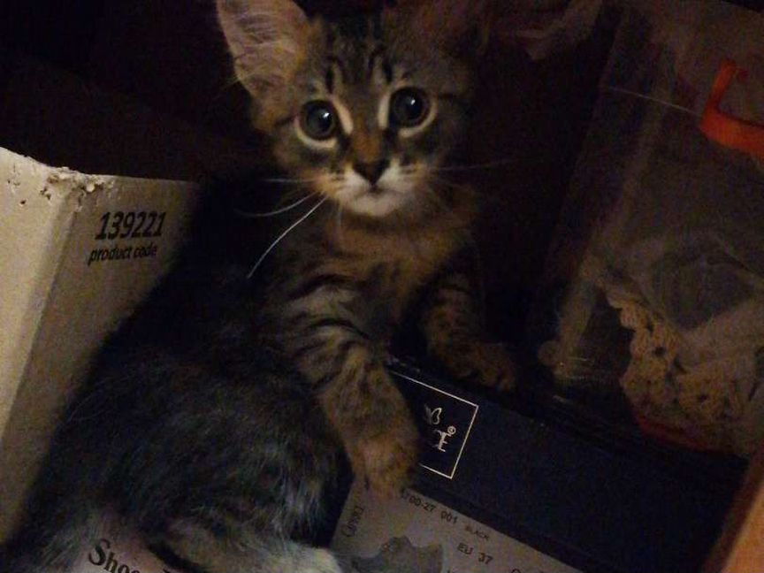 Кошка в дар бесплатно