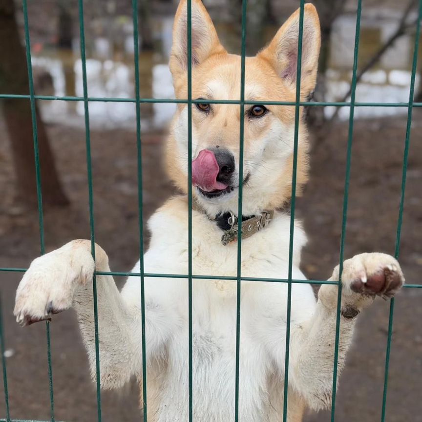 Собака в добрые руки