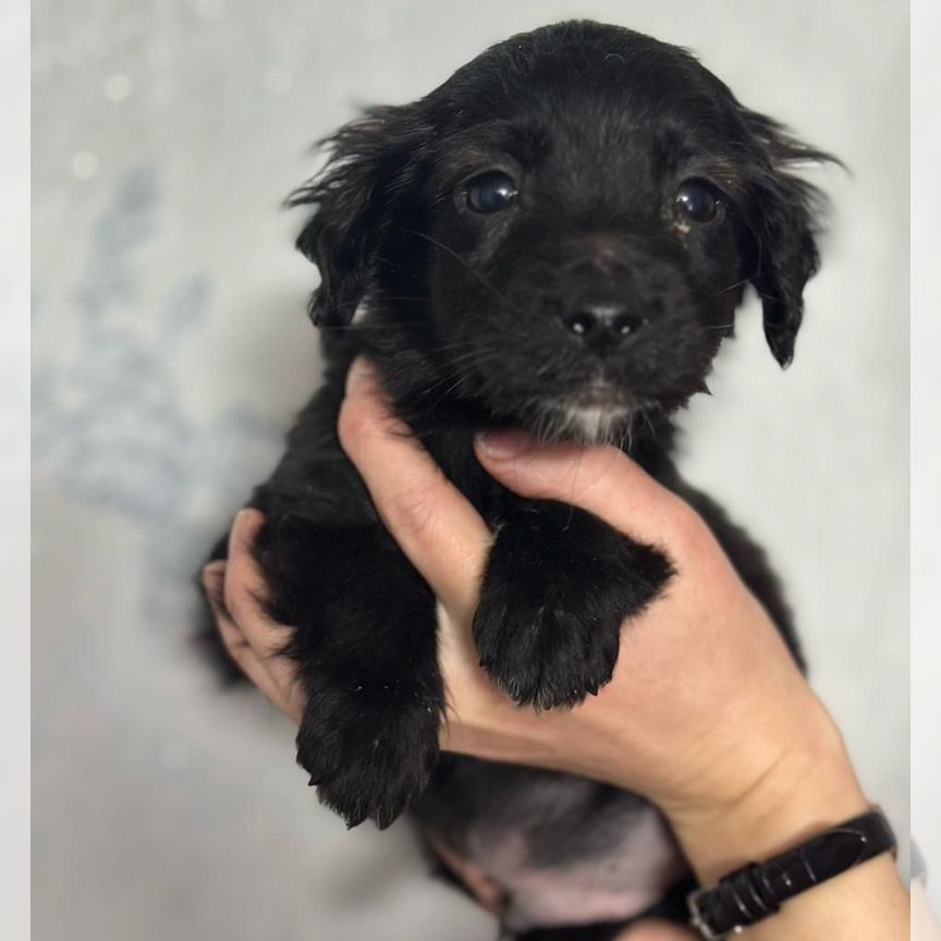 Щенки фенотип спаниель бесплатно