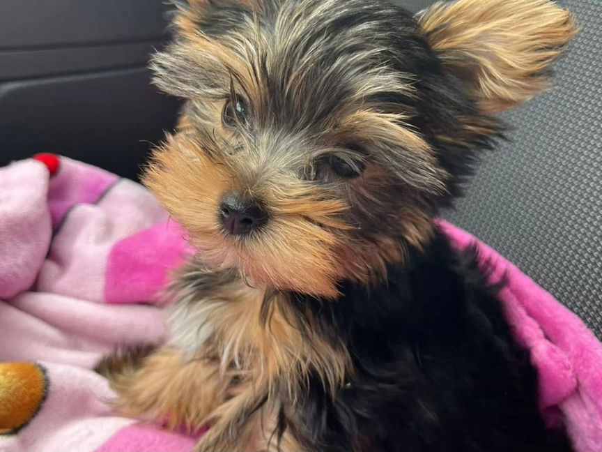 Йоркширский терьер мини беби фейс щенки