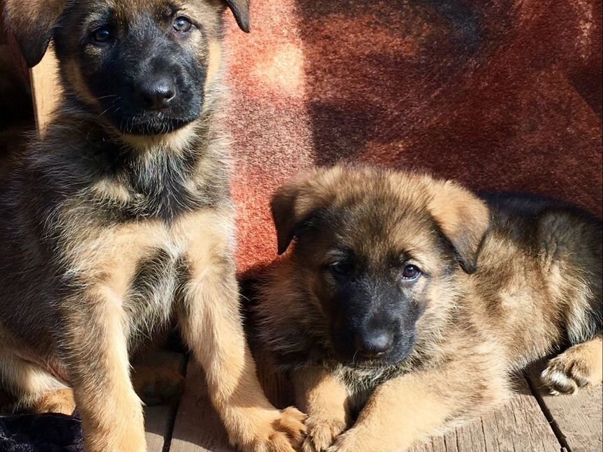 Щенки немецких умных, дрессированных овчарок