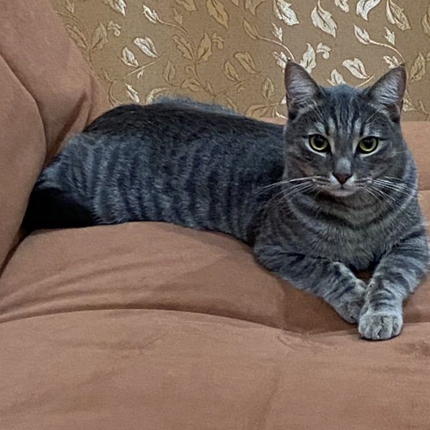 Кот