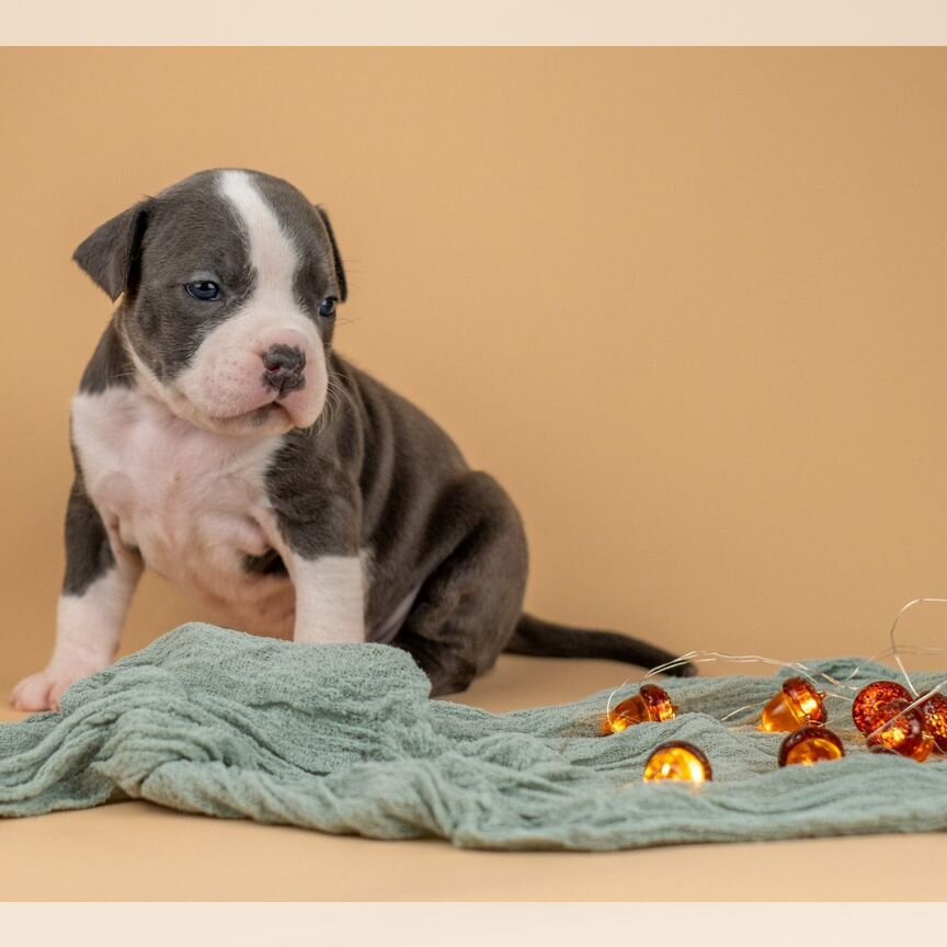 Американский стаффордширский терьер, щенок