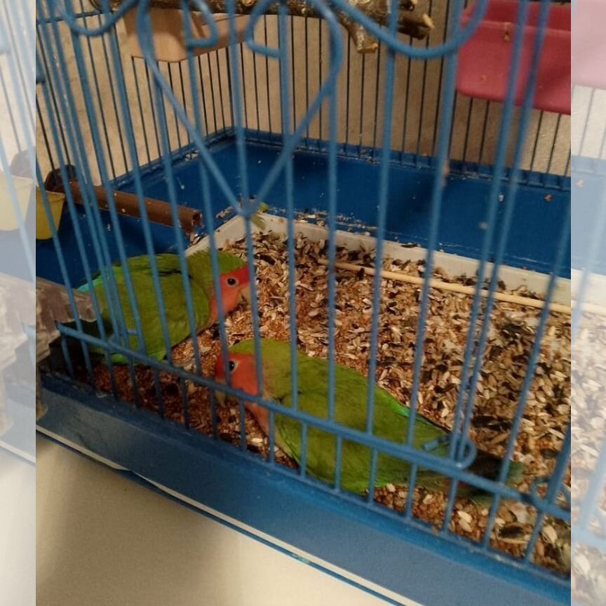 Попугай неразлучники