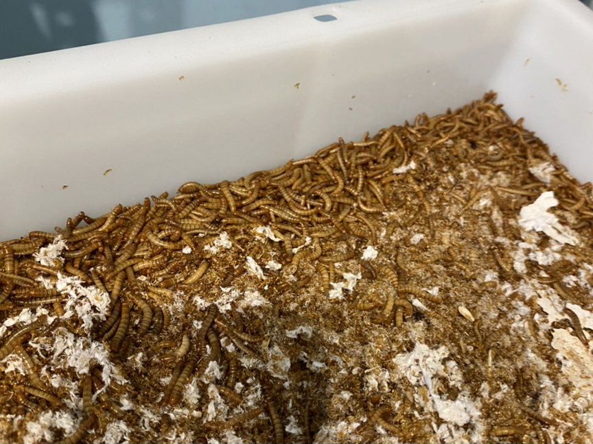 Хрущак мучной червь