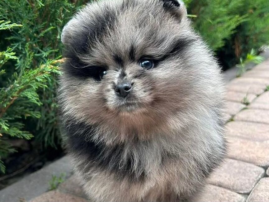Померанский шпиц мрамор