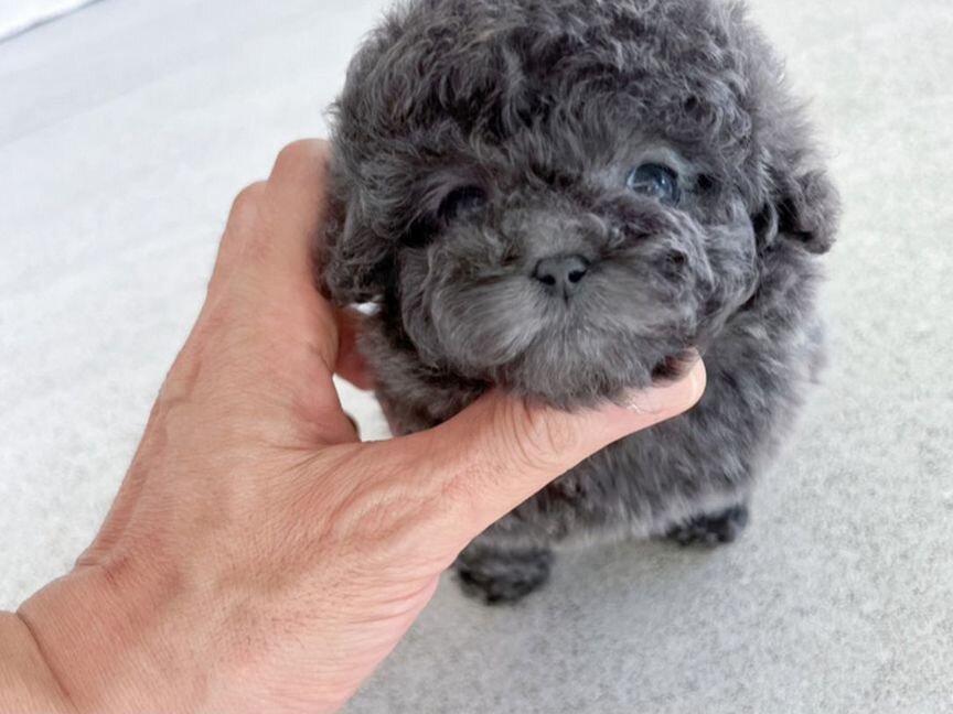 Голубой пудель