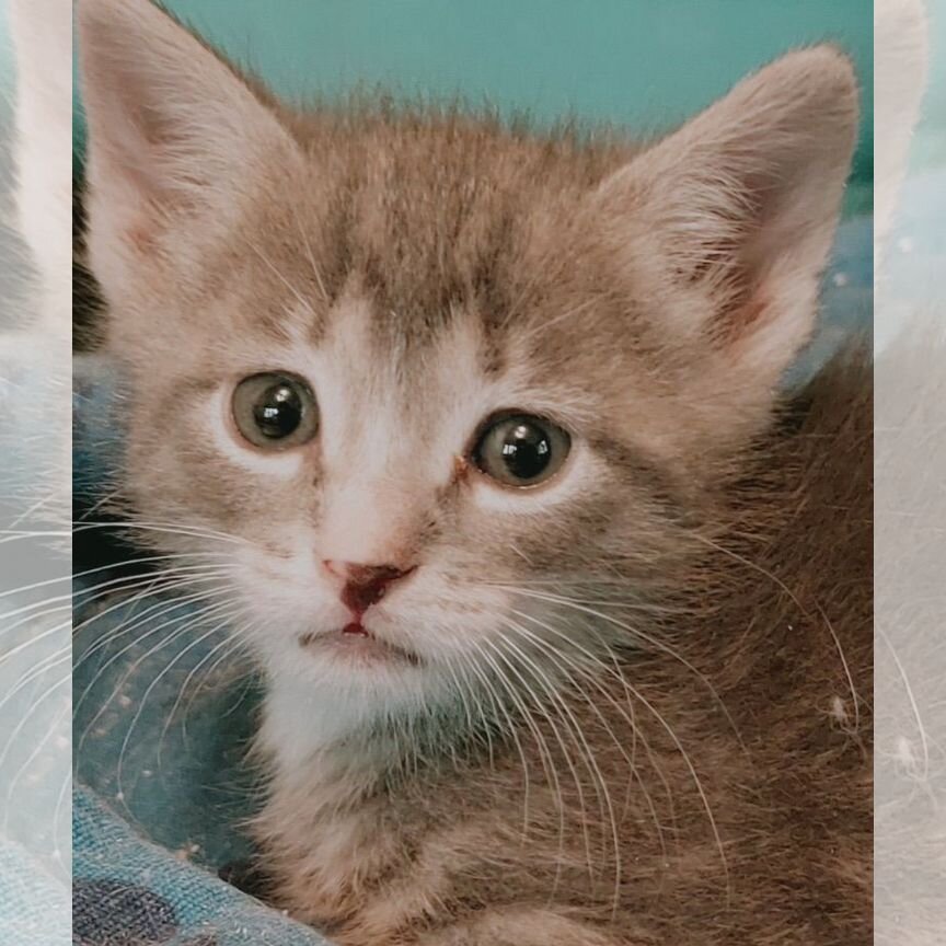 Котёнок в добрые руки