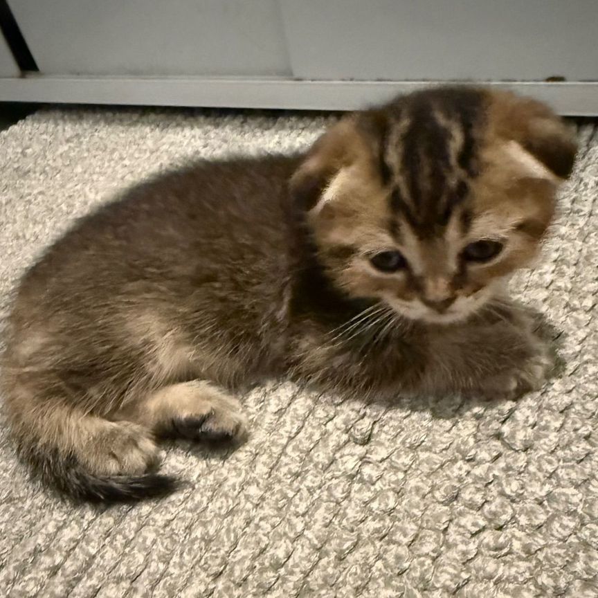 Шотландский прямоухий короткошёрстный котёнок