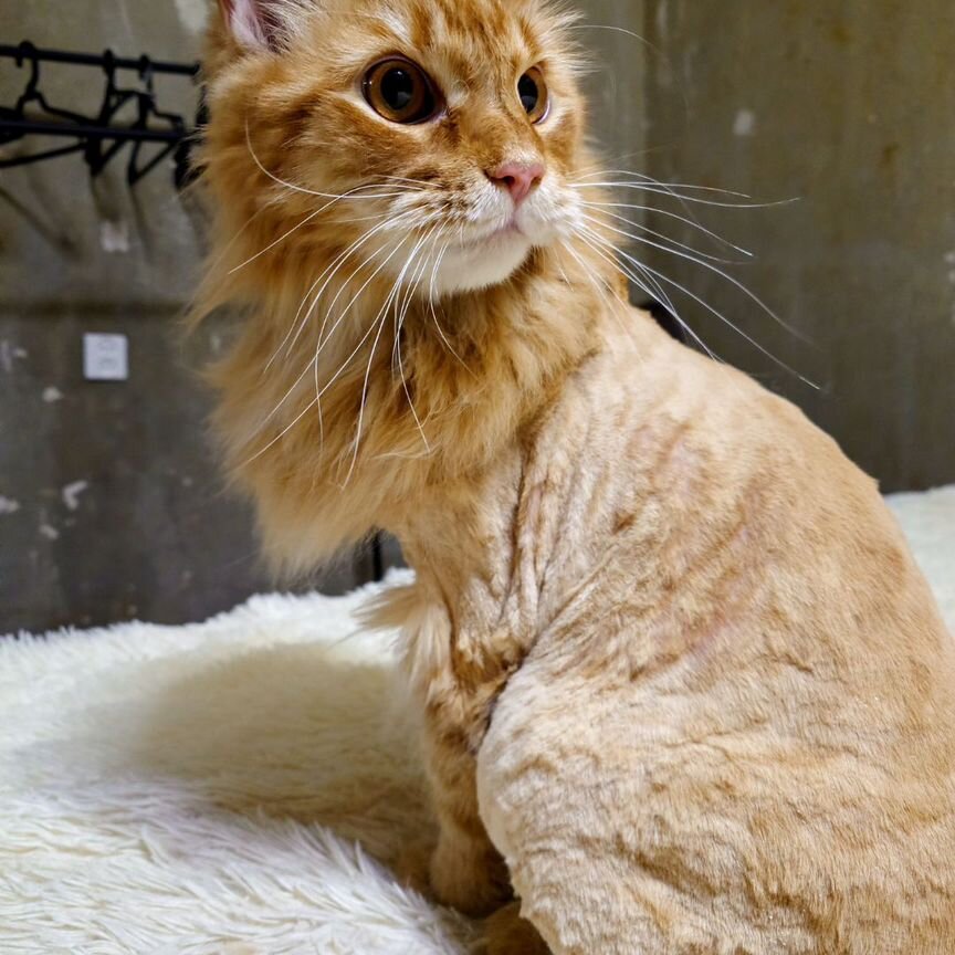 Мейн-кун в добрые руки бесплатно