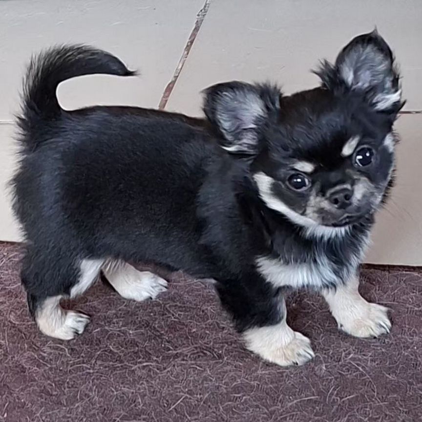 Чихуахуа, щенок