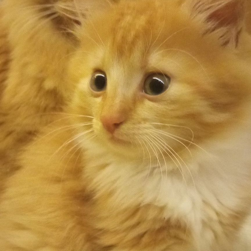 Чудесные рыжие котята 2,5 месяца