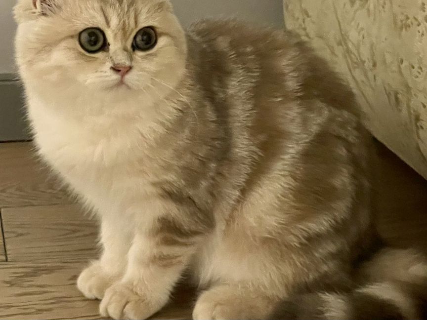 Скоттиш страйт кошка, 5 месяцев