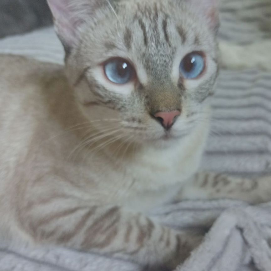 Котенок в добрые руки