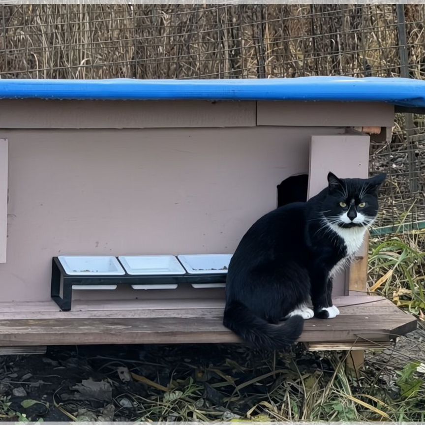 Взрослый кот в добрые руки