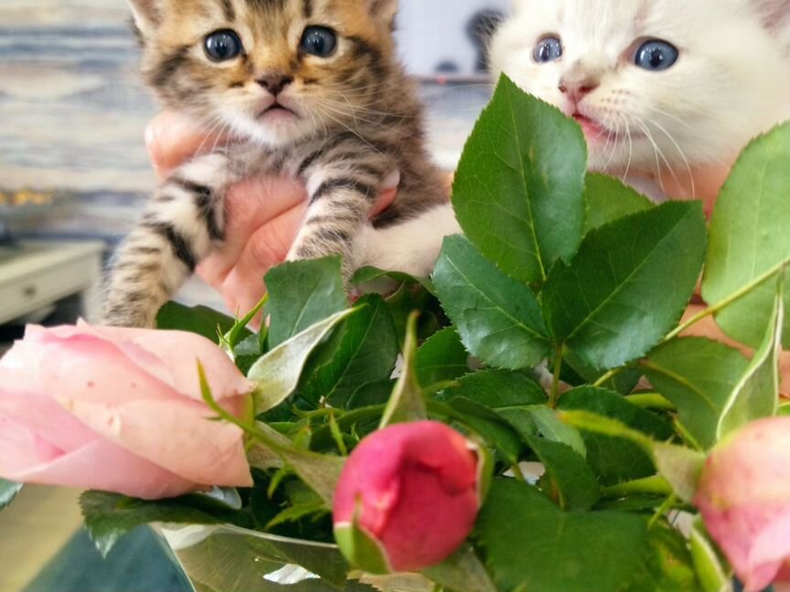 Котята шотландцы