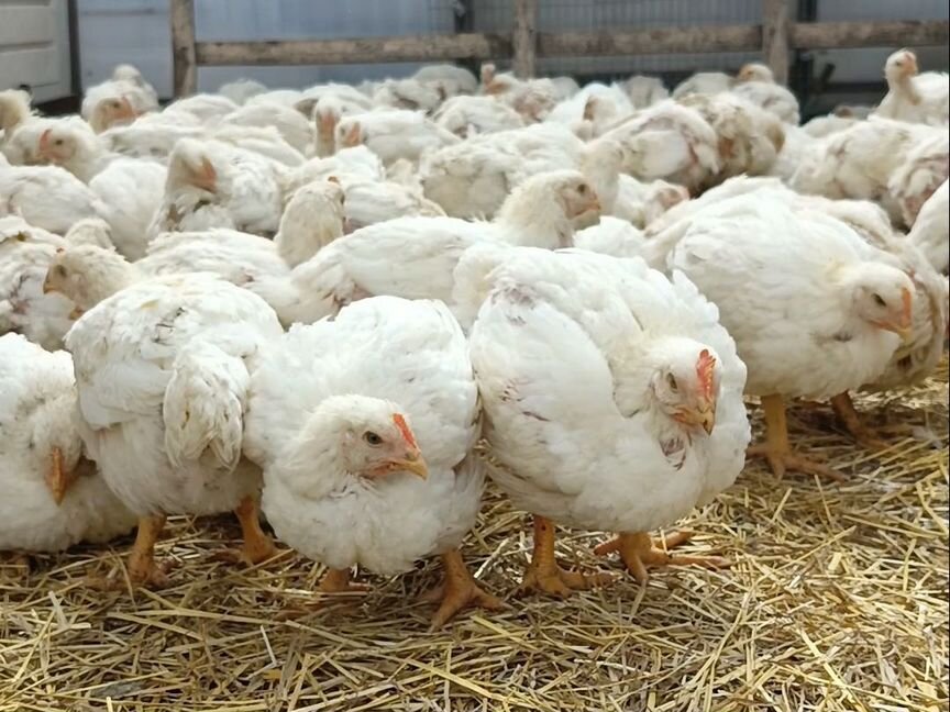 Цыпленок бройлер