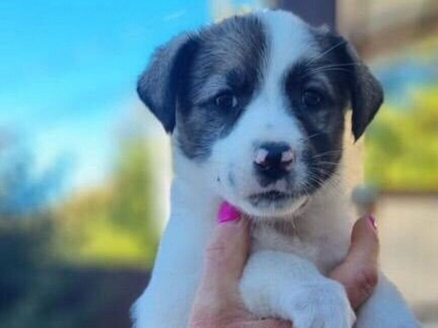 Собака в добрые руки отдам бесплатно