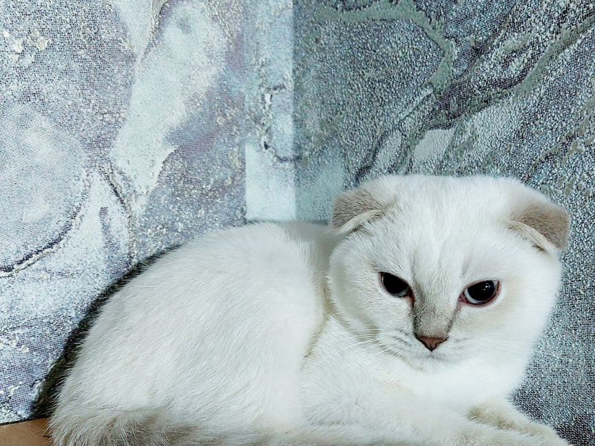 Вислоухий красавчик