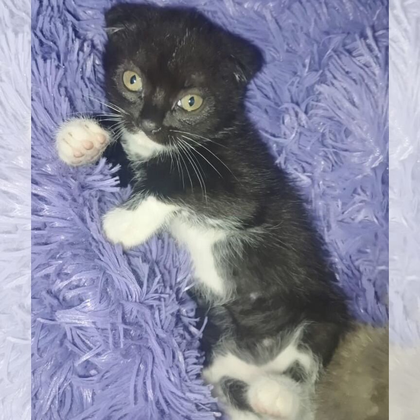 Котенок