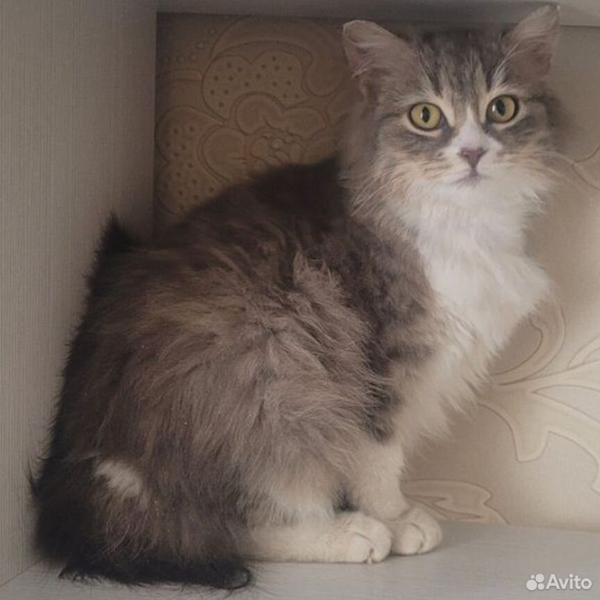 Молодой котик