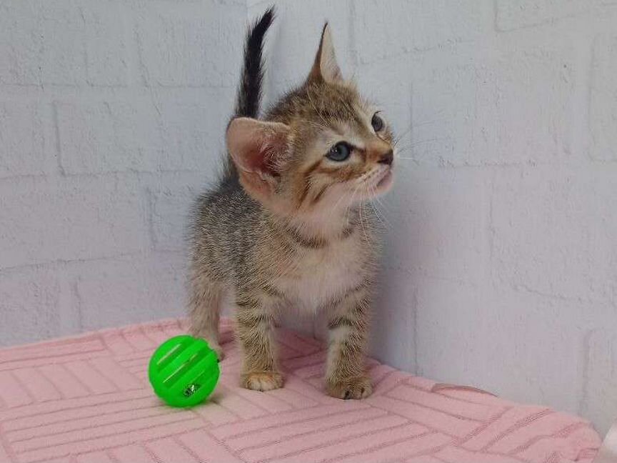 Малышка ищет дом и семью