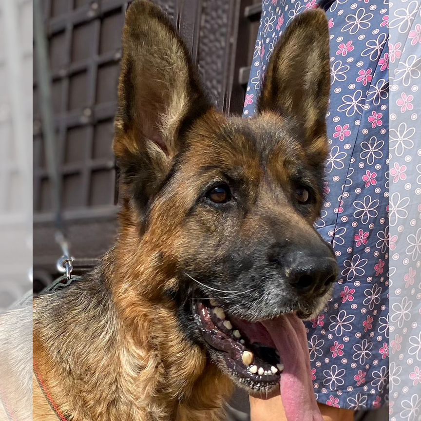 Немецкая овчарка