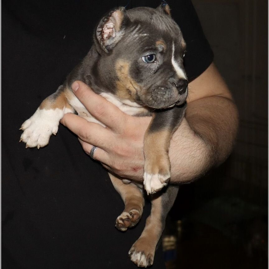 Американский булли, щенок