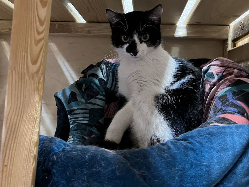 Котенок Коржик, 7 мес, ищет дом