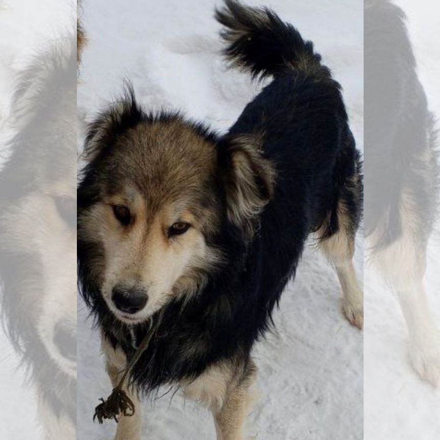 Взрослый пёс в добрые руки