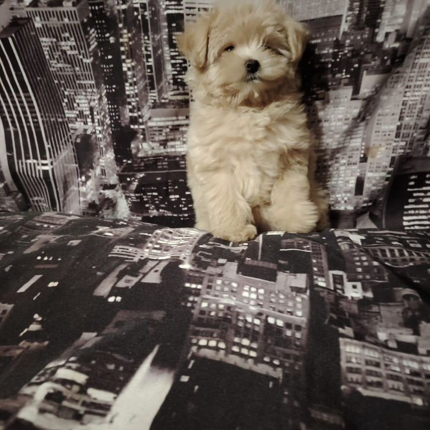 Элитная девочка Мальтипу