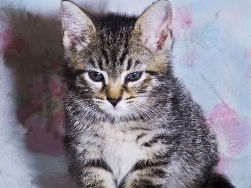 Серый полосатый котенок мальчик -1,5 месяца