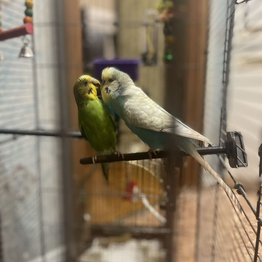Волнистые попугайчики с большой клеткой