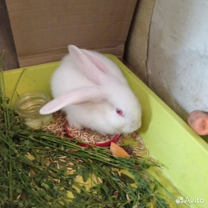 Продам Кролика панон самка с клеткой 2000 торг