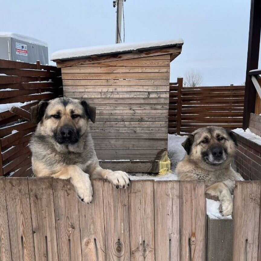 Взрослый пёс в добрые руки