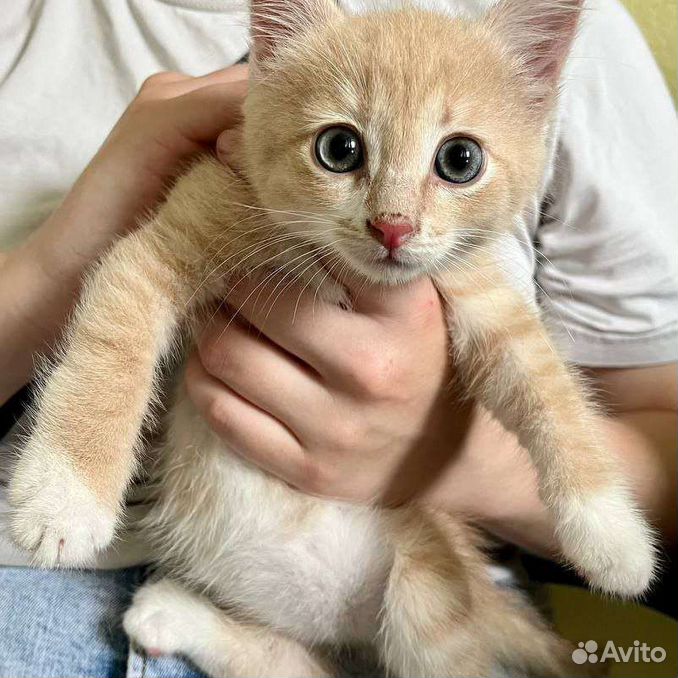 Маленькое солнышко ищет дом