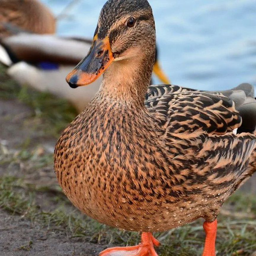 Подсадные утки