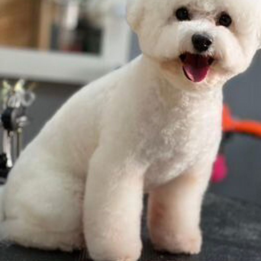 Бишон фризе, взрослая собака