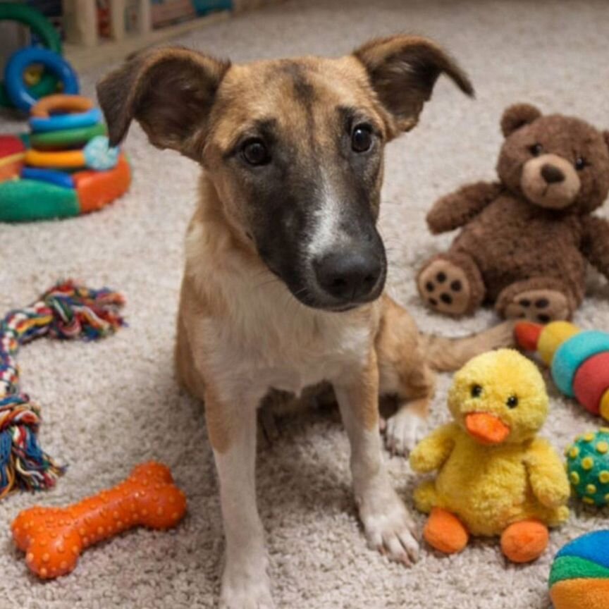 Щенок в добрые руки