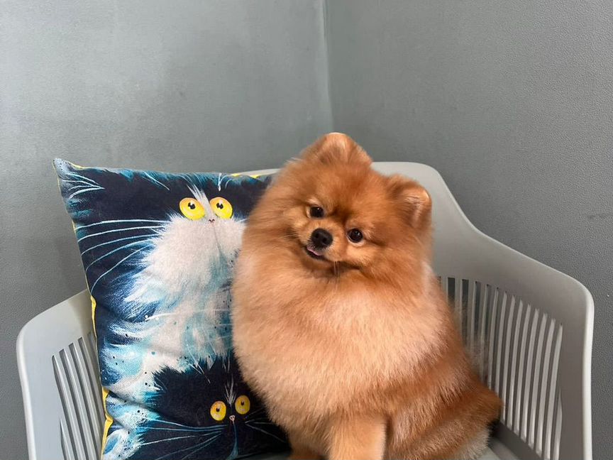 Вязка шпиц миник