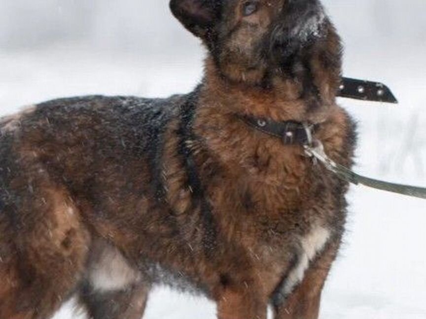 Вы только посмотрите в эти глаза. Там космос